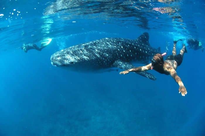 Search & Swim with Sharks: Adrenaline-Packed Swim