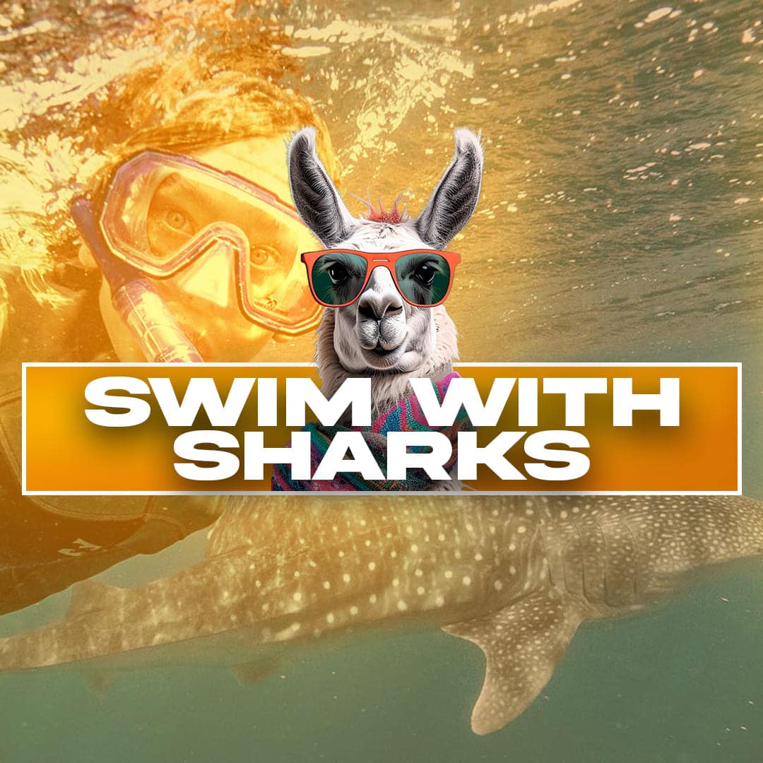 Search & Swim with Sharks: Adrenaline-Packed Swim